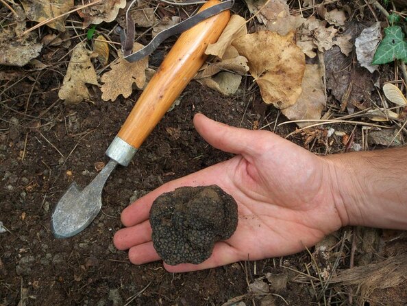 Private Tour: Truffle-Hunting Experience from Sorrento with Lunch - Key Points