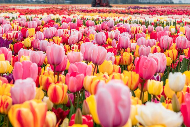 Private Tulip Fields, Windmills and Cheese Tour from Amsterdam - Exploring the Best of Dutch Spring in Comfort and Style: A Review of the Private Tulip Fields, Windmills, and Cheese Tour from Amsterdam