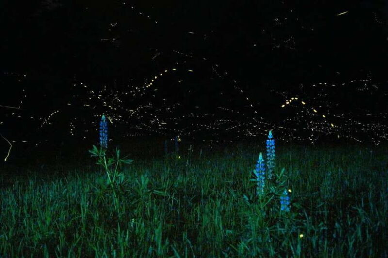 Puerto Princesa: Firefly Watching Bay Cruise with Dinner - Key Points: