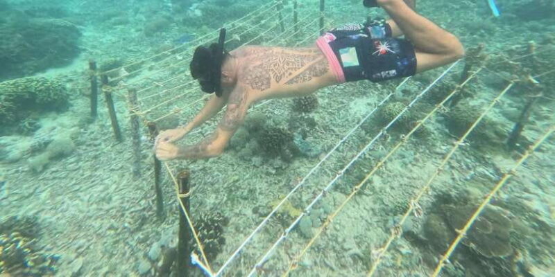 Reef Rehabilitation Course & Snorkeling - Key Points