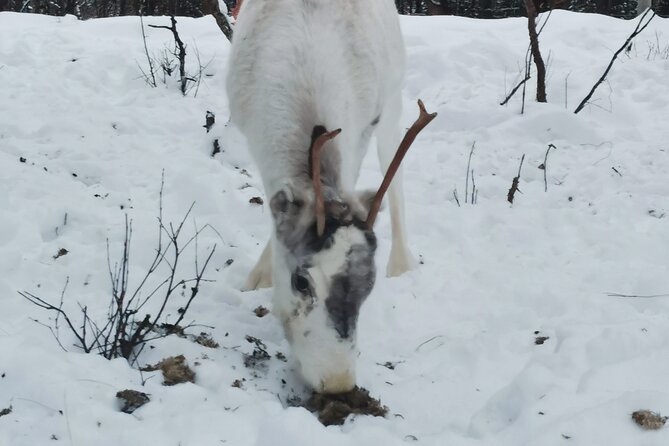 REINDEER FEEDING - Join us for a unique moment with our reindeer - Introduction