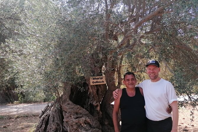 Rethymnon Olive Tree Sponsorship Protect and Plant Tour - What Is the Rethymnon Olive Tree Sponsorship Protect and Plant Tour?