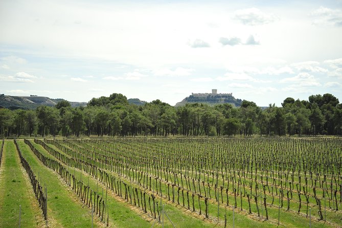 Ribera del Duero Wineries Guided Tour & Wine Tasting from Madrid - The Experience: What to Expect on the Tour