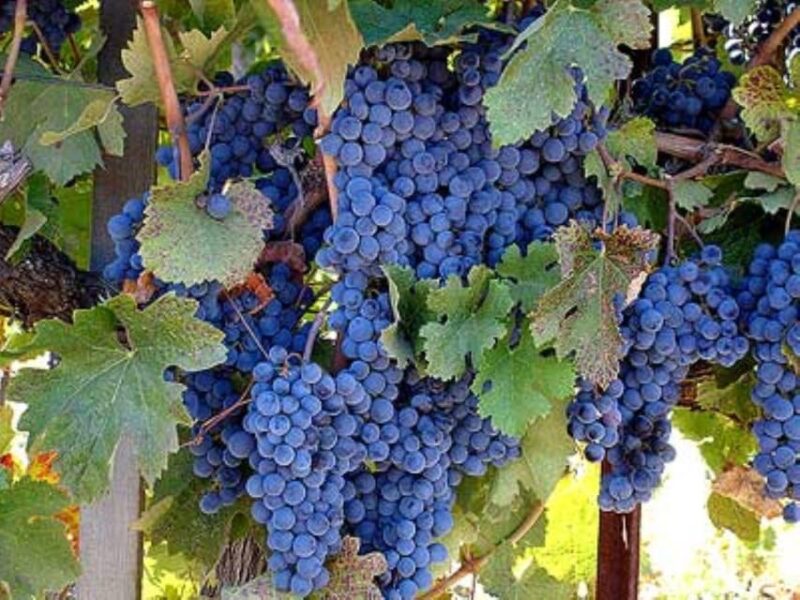 San Francisco: Wine Tour and Tasting at Copain Wines Winery - The Value of the Price