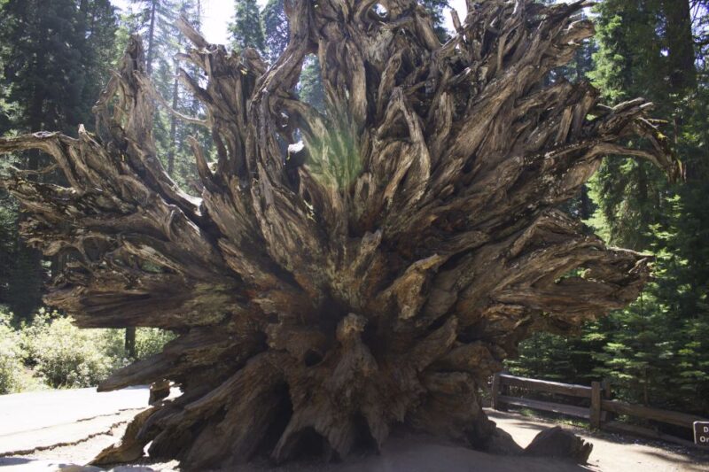 San Francisco: Yosemite, Las Vegas, Bryce & Zion, 6-Day Tour - A Closer Look at the Itinerary – What You Can Expect