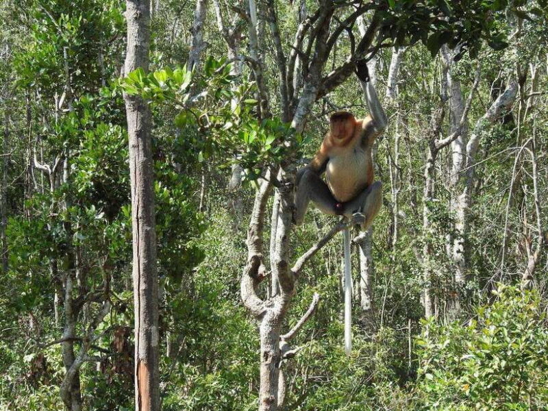Sandakan: Kinabatangan River Wildlife Cruise with Lunch - An Introduction to the Kinabatangan Wildlife Adventure