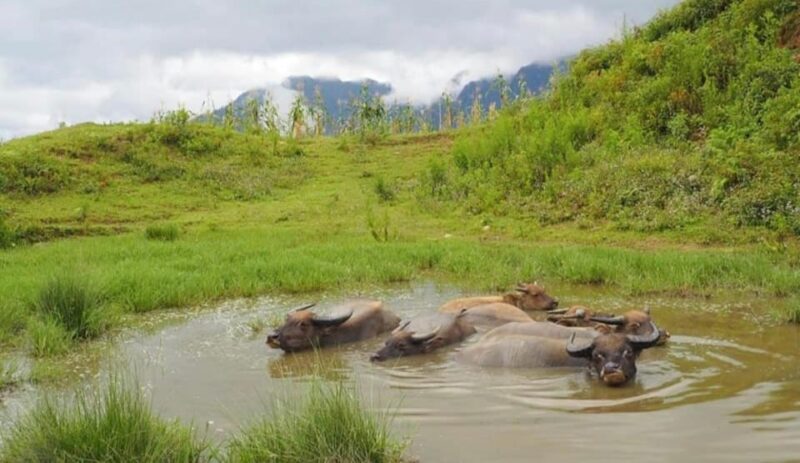 SAPA 2 Day trekking & 1 night Homestay with LOCAL PEOPLE - Key Points