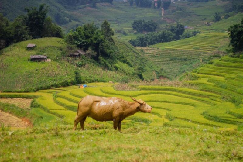 Sapa 3-Day Trekker - An Honest Look at the Sapa 3-Day Trekker Tour