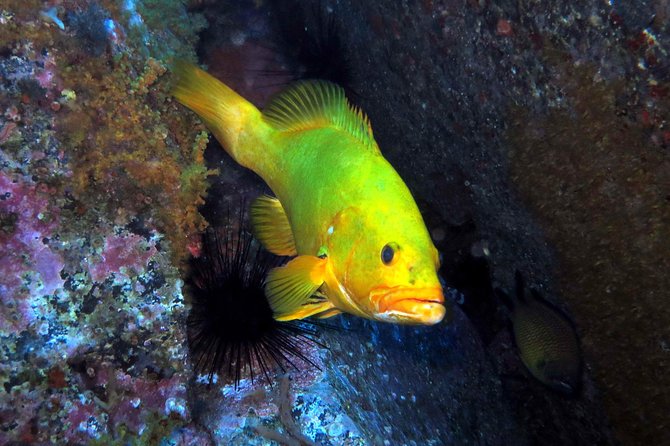 Scuba Diving Experience in Madeira - Key Points:
