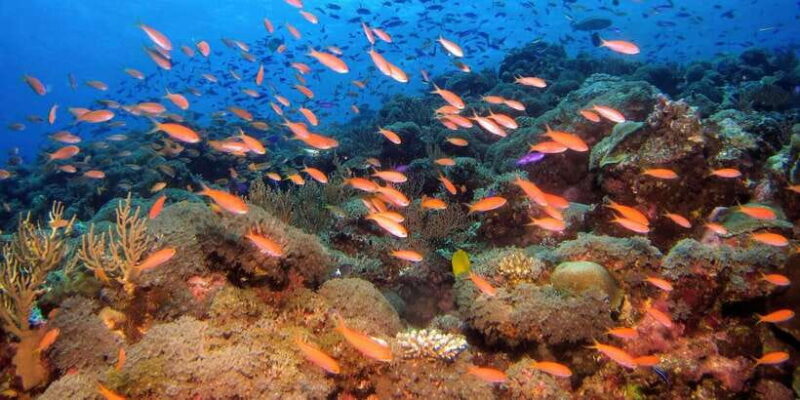 Scuba Diving in Trincomalee - Key Points