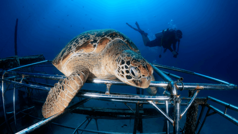 Semporna : Snorkelling & Island Hopping at Mabul + Kapalai - Practical Tips & Considerations