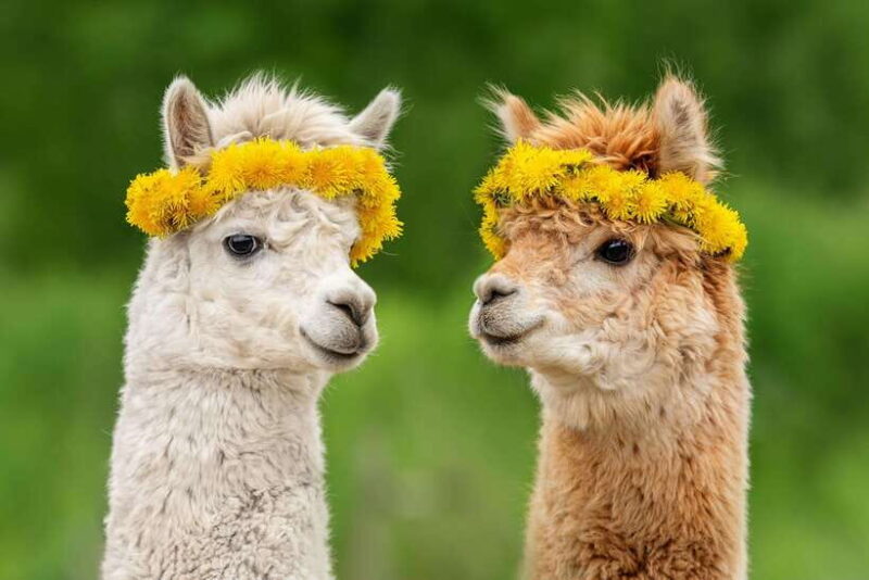 Seoul: Alpaca World & Nami Island (+Gangchon Railbike) - Key Points