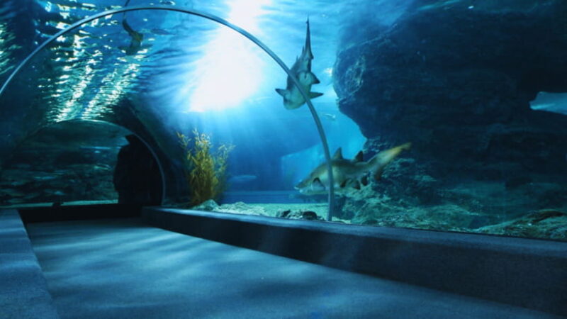 Seoul: Lotte World Aquarium Ticket - Key Points