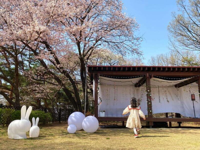Seoul: Nami Island, Alpaca World, Morning Calm Garden - Key Points