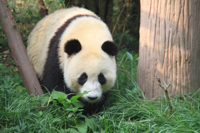 Sichuan: Big Panda Volunteer Day tour - Key Points