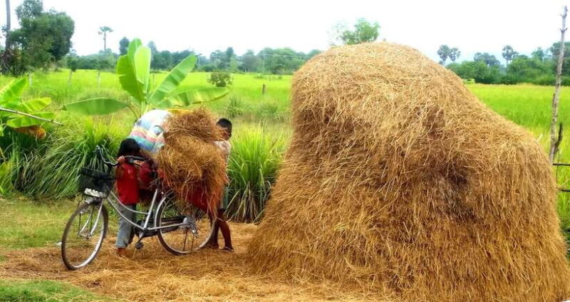 Siem Reap: Countryside Jeep Tour 3 hours - Siem Reap: Countryside Jeep Tour 3 hours — A Genuine Taste of Rural Cambodia