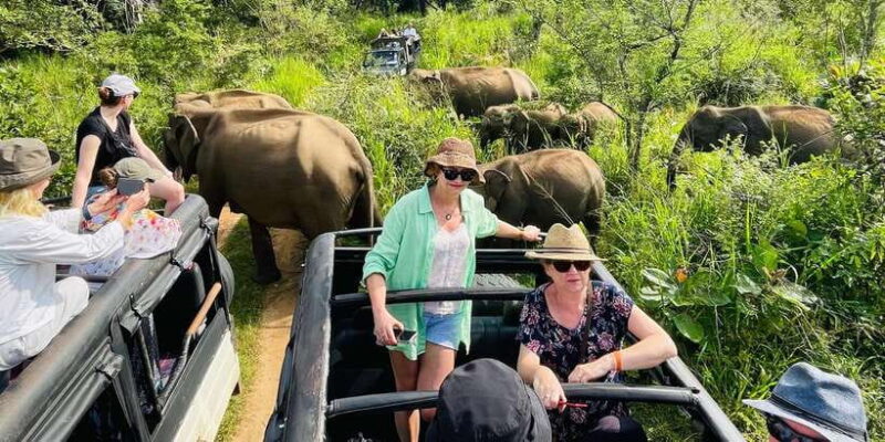 Sigiriya/Dambulla/Habarana: Minneriya National Park Safari - Introduction