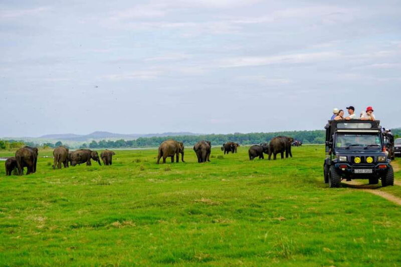 Sigiriya: Elephant Safari at Minneriya National Park - Key Points