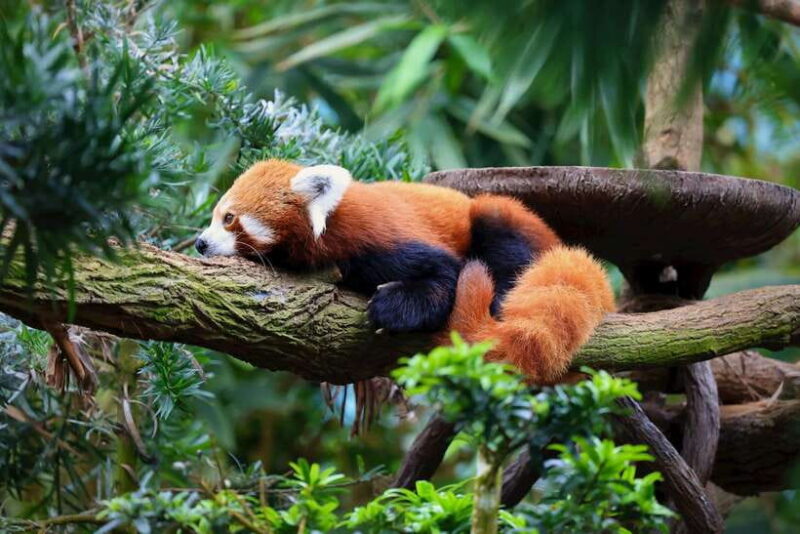 Singapore: Night Safari with Tram Ride and Private Transfer - Key Points