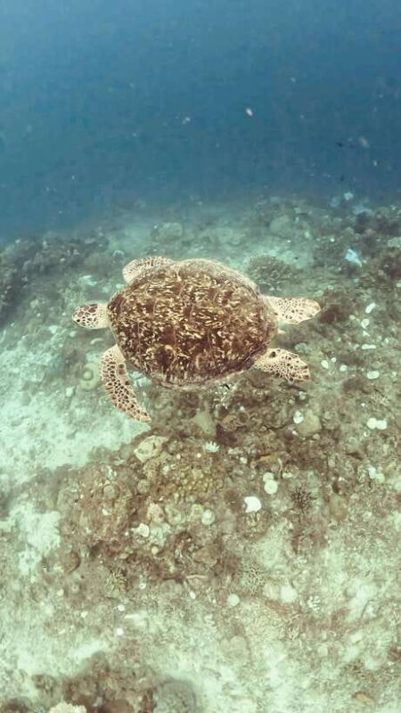 Siquijor: Freediving Adventure with Lunch and Beach Time - Key Points