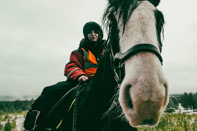 Small-Group Arctic Circle Horse Riding from Rovaniemi - Introducing the Small-Group Arctic Circle Horse Riding Tour