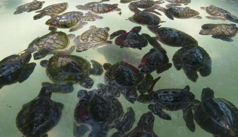 Snorkeling around 3 island & turtle sanctuary - Snorkeling around 3 Islands & Turtle Sanctuary: An In-Depth Review