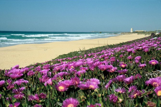 Spain's Best Beaches Day Trip from Seville - What Makes This Tour Stand Out?