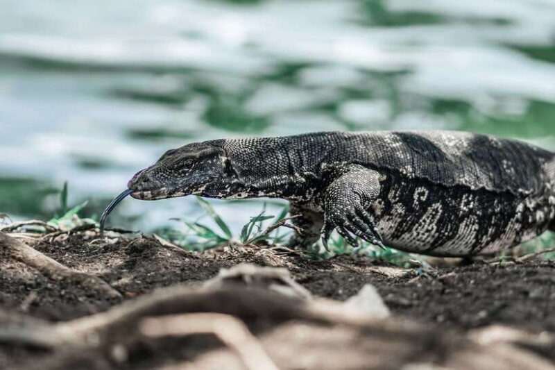 Sri Lanka 2-Day National Parks Trip, Hotel, Transport, Guide - Key Points
