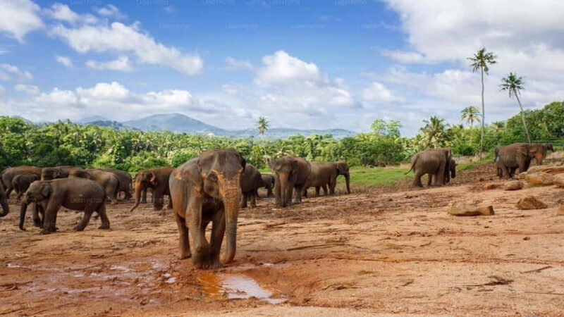 Sri Lanka 4-Day Kandy & Nuwara Eliya Tea & Hill Country Tour - Key Points
