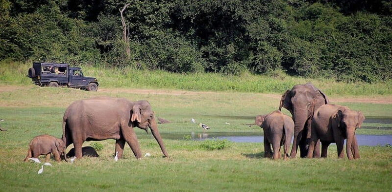Sri Lanka 4-Day Tour Cultural Triangle, Rafting and Safari - Key Points