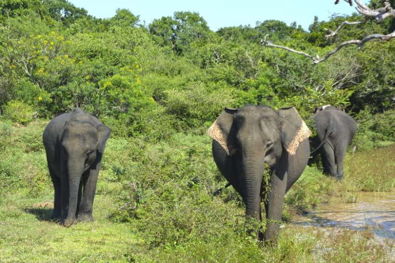 Sri Lanka: 4-Day Tour to Kitulgala, Kandy, and Sigiriya - Key Points