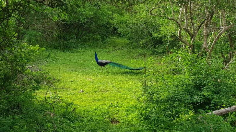 Sri Lanka Nature, culture, history and wildlife in 4 days - Key Points