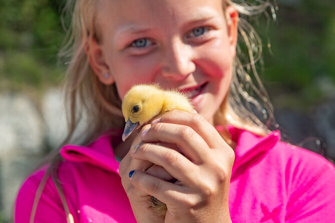 Steim Farm Experience in Vik, Norway - Key Points