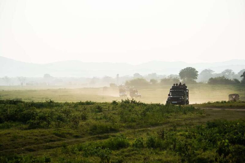 Tangalle/Hiriketiya: Yala National Park Safari in a 4x4 - Key Points