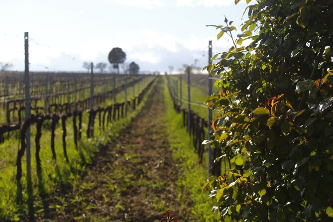 Tasting Selection of 4 wines in Montefalco - Authentic Wine Tasting in Montefalco: A Closer Look at Bocale Vini