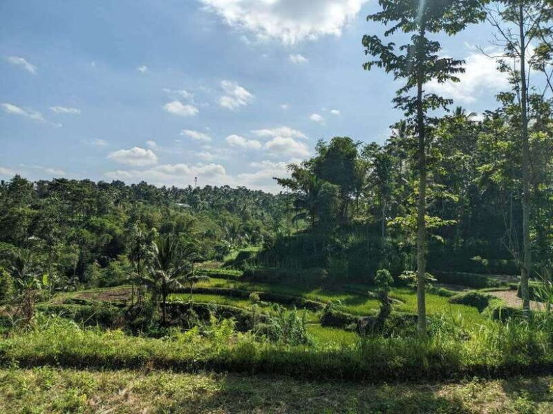 Tetebatu: Privat Tour Rice Terrace, Waterfall, Monkay forest - Key Points