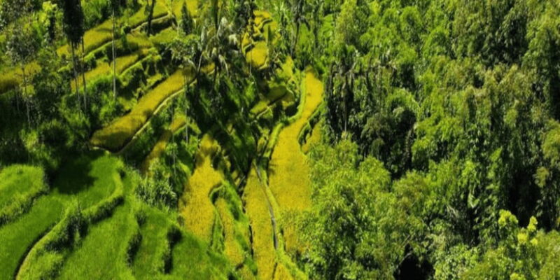 Tetebatu: Rice Fields, Waterfall, & Monkey Forest Day Tour - Key Points