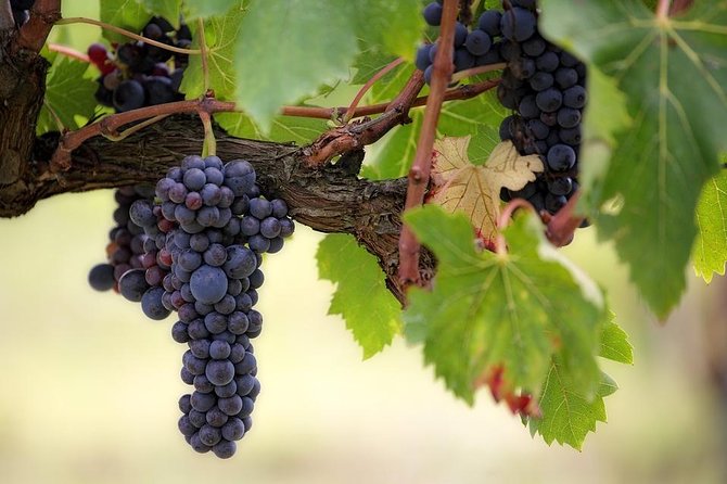 The Original Syrah Wine Tour (9:00 am - 1:30 pm) - Small Group Tours from Lyon - Key Points