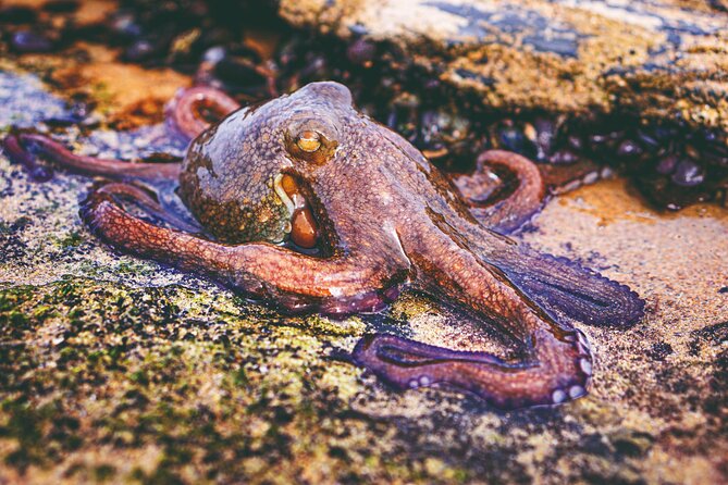 Tide Pool Safari in Monte Clérigo Beach - Introduction: Exploring the Tide Pool Safari in Monte Clérigo Beach