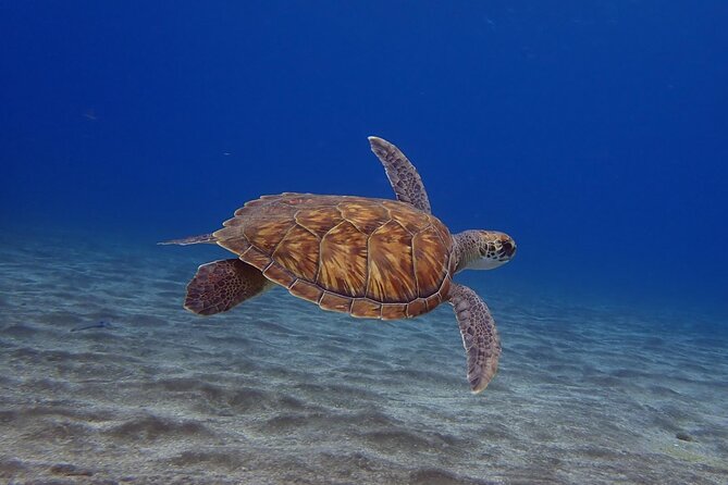 Try Dive in Abades Bay with a private instructor - Introduction