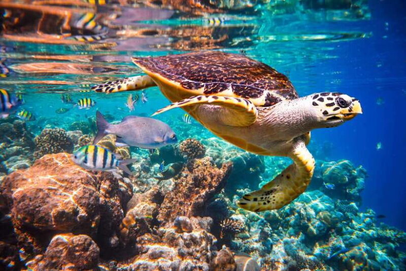 Try Scuba Diving in Racha Yai/noi: 2 Dives for Non-Certified - Key Points