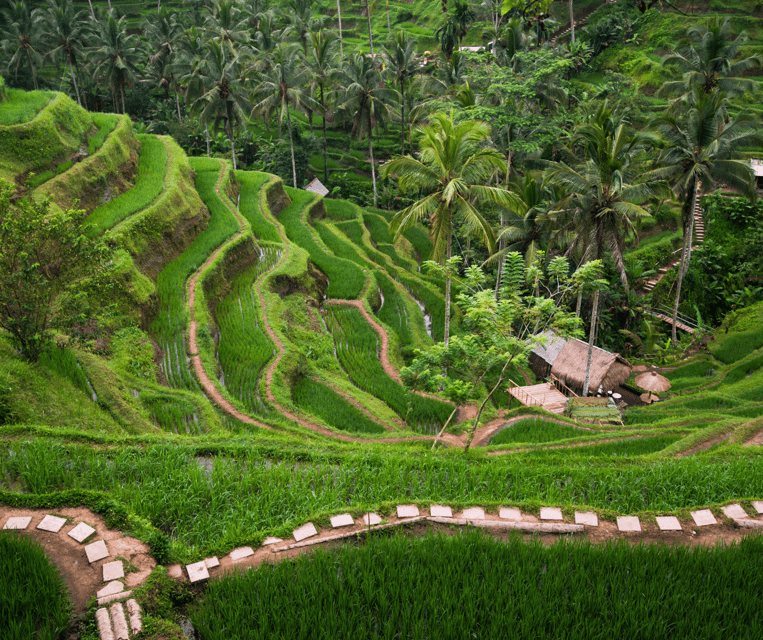 Ubud All-In-One: Waterfalls, Rice Fields, Swing, Monkeys - What Reviewers Say