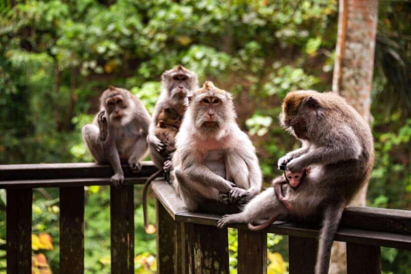 Ubud: Best of Ubud Full-Day Tour with Entry Tickets - Key Points