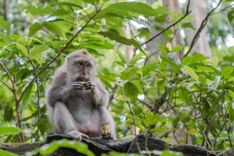 Ubud:Monkey Forest, Rice Terraces, Water Temples, Waterfalls - Key Points