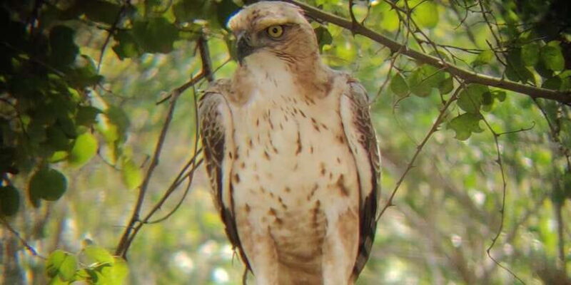 Udawalawe National Park | Full day-10 Hours | All Inclusive - Key Points