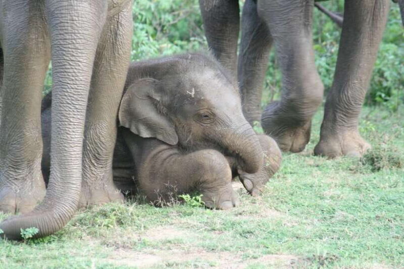 Udawalawe: National park safari & Elephant Transit Home Tour - Key Points