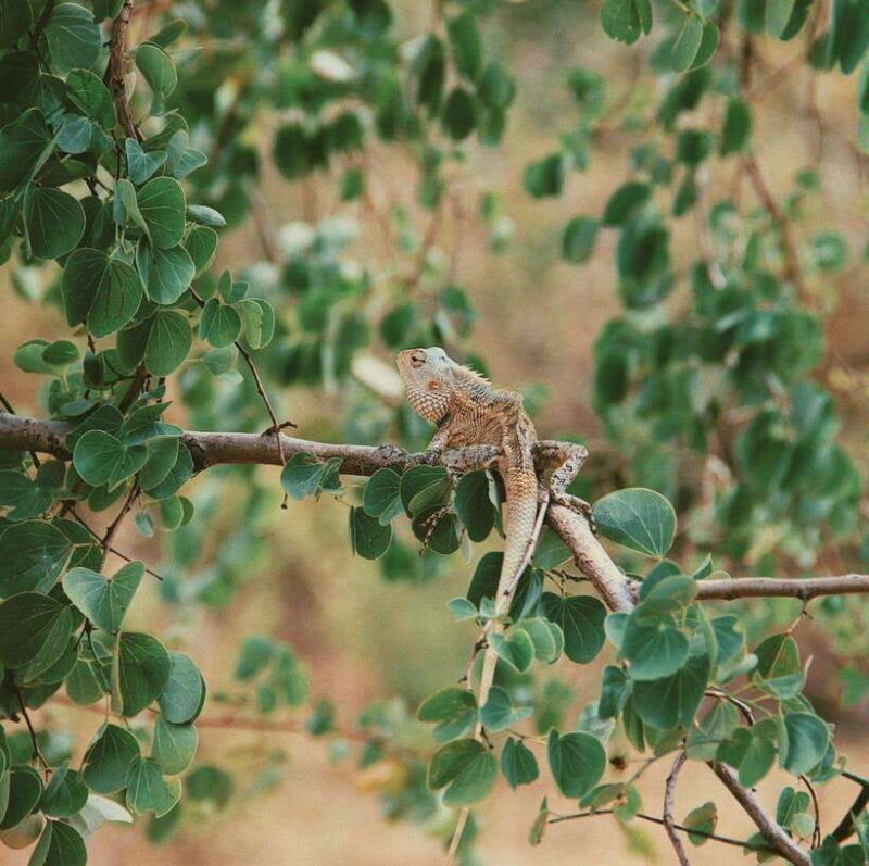 Udawalawe National Park Safari Tour - Key Points