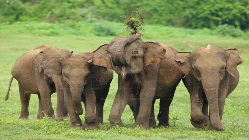 "Udawalawe National Park Safari with Pickup & Drop-off" - Key Points