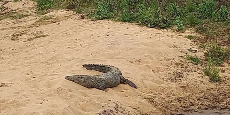 Udawalawe Wild Safari Tours | 10 Hours Safari - Introduction: An Authentic Wildlife Adventure in Sri Lanka