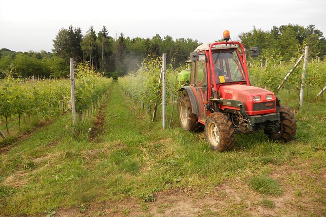 Visit and tasting of 4 D.O.C.wines Fontechiara - Frequently Asked Questions